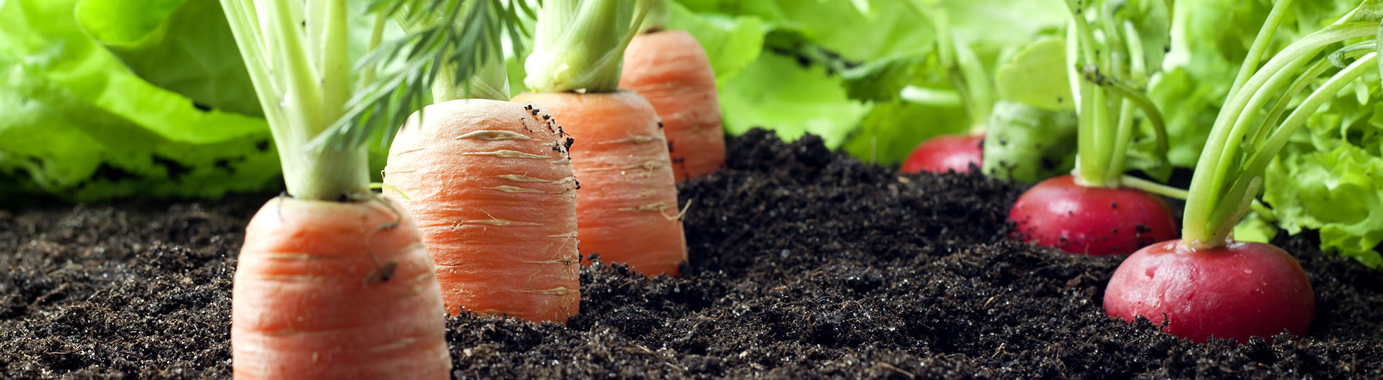 Organic Vegetables | Ole Brook Organics